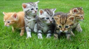 Agria Pet Insurance UK 2025 – Lifetime Cover Explained