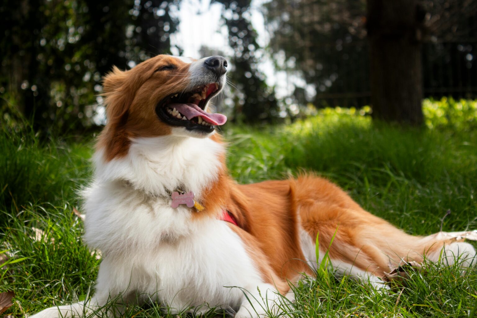 Lifetime Pet Insurance UK 2025 – Long-Term Protection