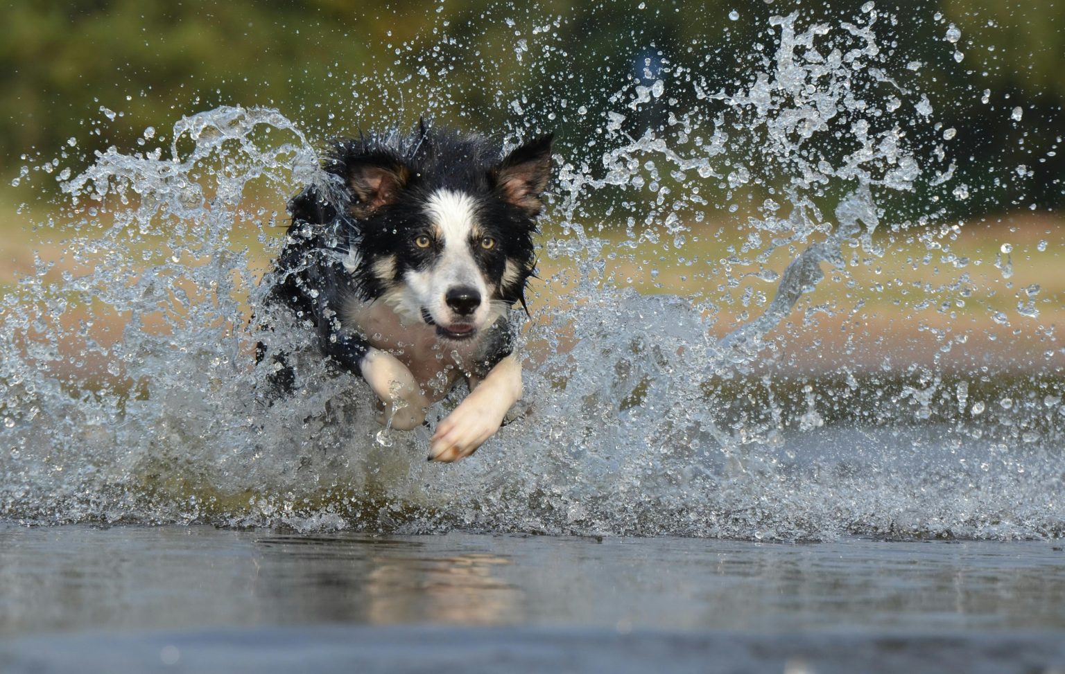 Best Rated Pet Insurance UK 2025 – Customer Reviews and Payout Performance