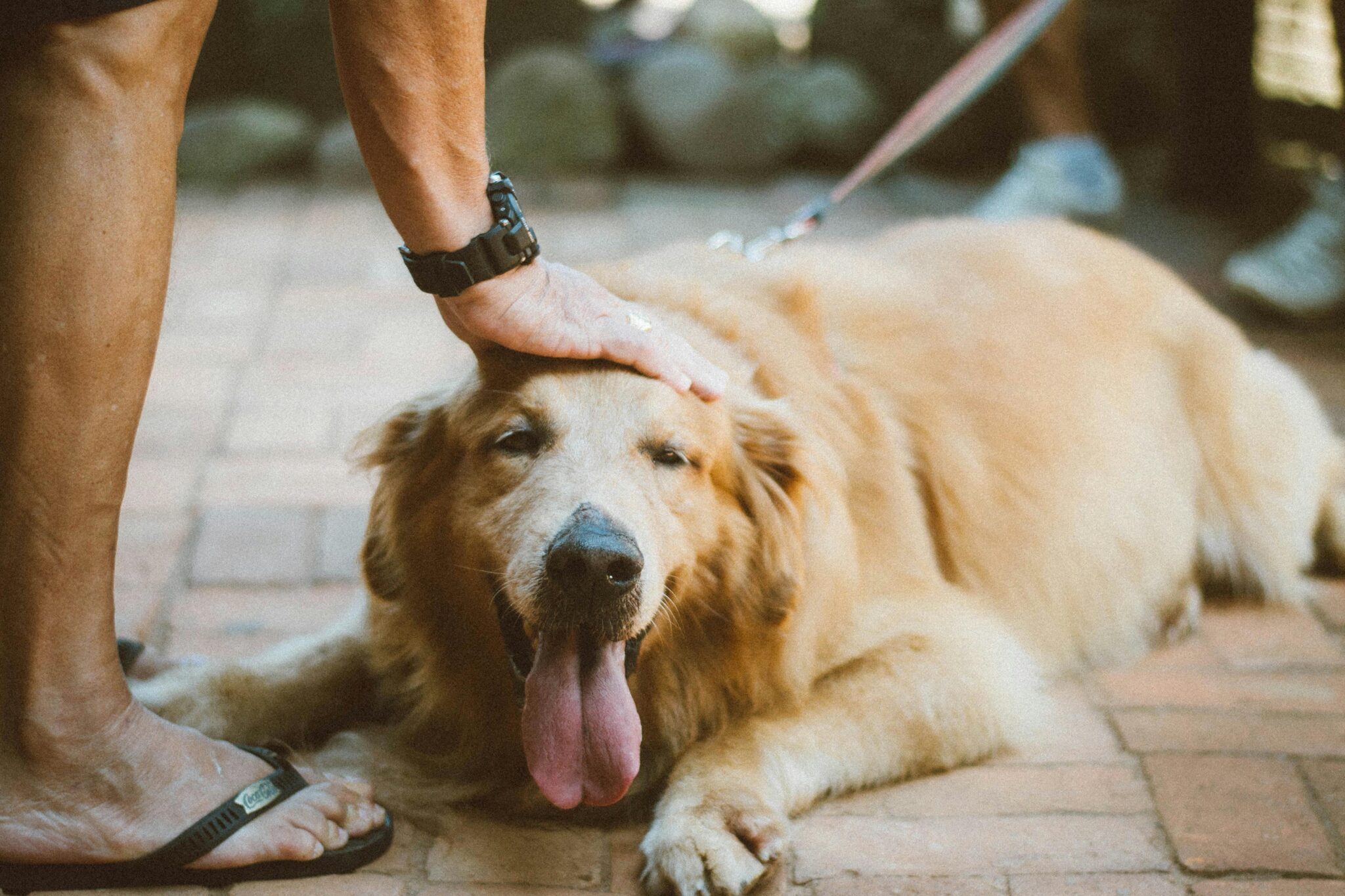 Direct Line Pet Insurance Review UK 2025 – Is It Worth It?