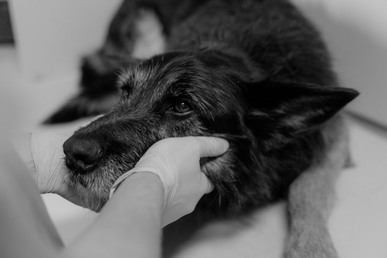 Pet Insurance Claim Process Uk 2025 How Claims Work And What To Expect