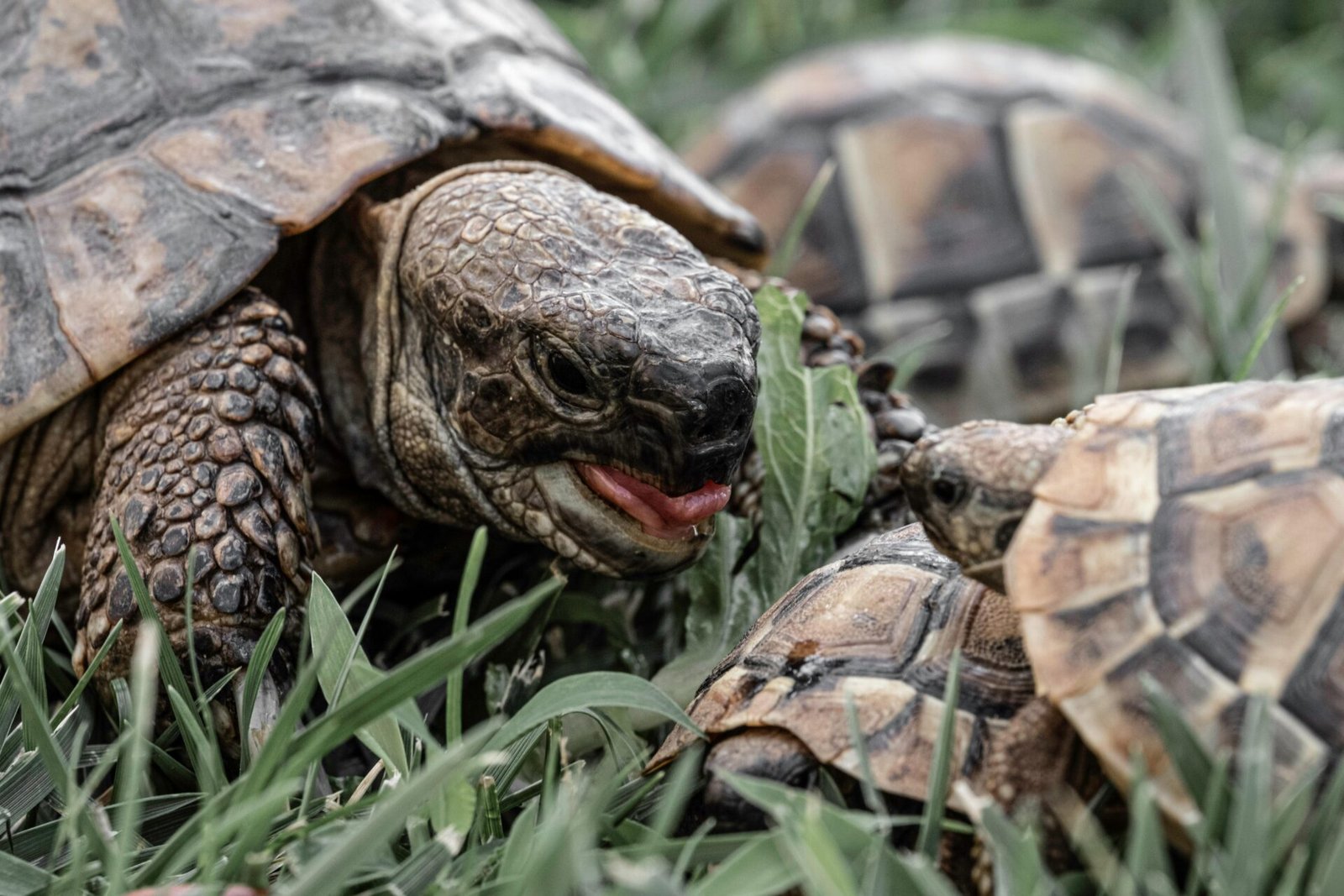 Pet Insurance for Reptiles UK 2025 – Snakes, Lizards & Tortoises