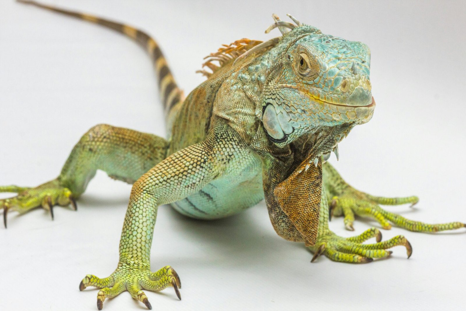 Pet Insurance for Reptiles UK 2025 – Snakes, Lizards & Tortoises