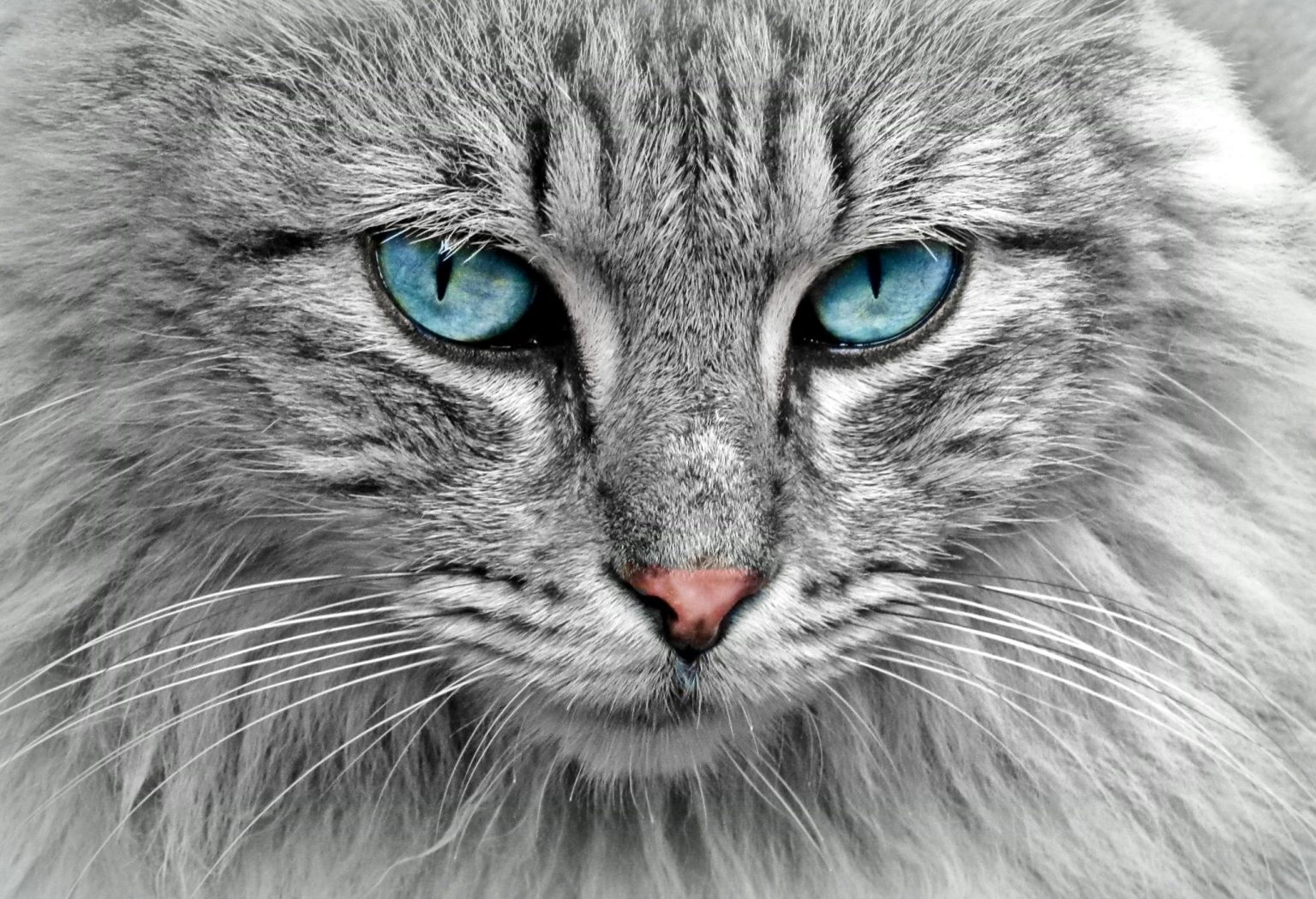 What Does Pet Insurance Not Cover in the UK 2025 – Common Exclusions ...