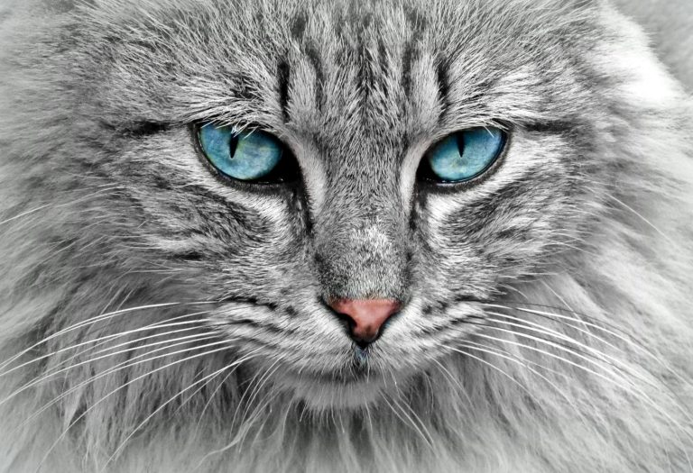 What Does Pet Insurance Not Cover in the UK 2025 – Common Exclusions ...
