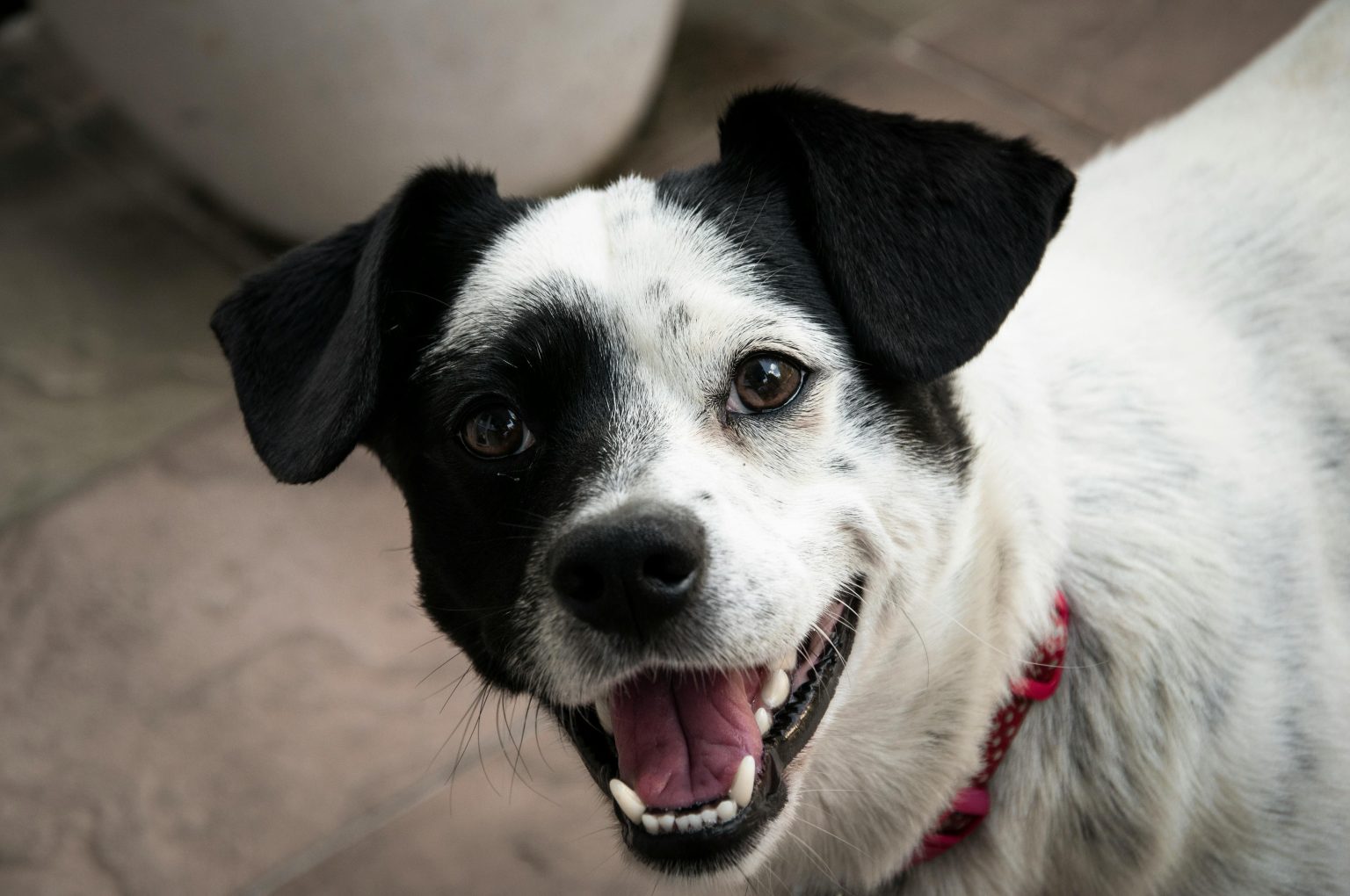 What Does Pet Insurance Not Cover in the UK 2025 – Common Exclusions ...