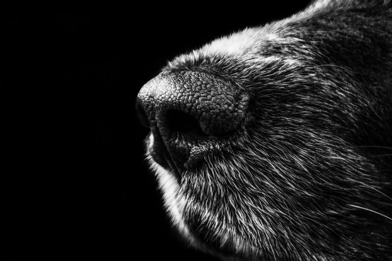 Does Pet Insurance Cover MRI Scans UK 2025? Costs, Limits & What Owners ...